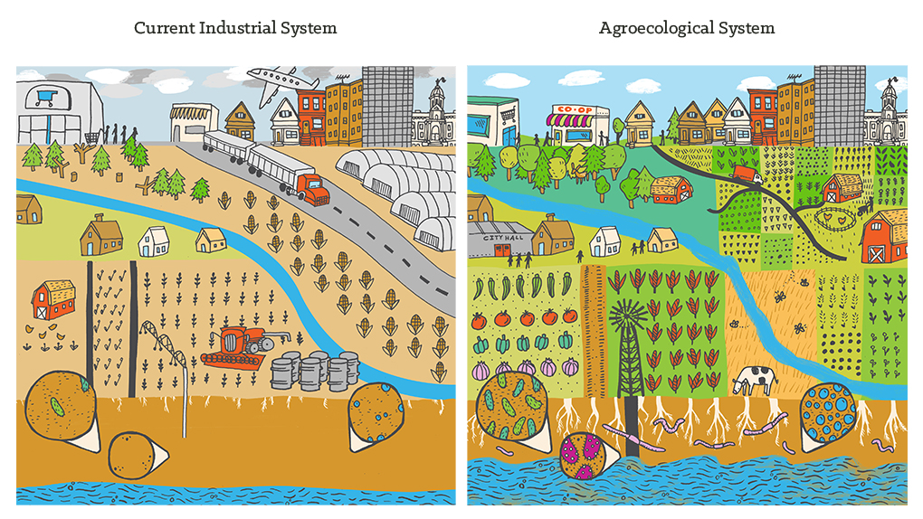 Agroecology illustration | IATP