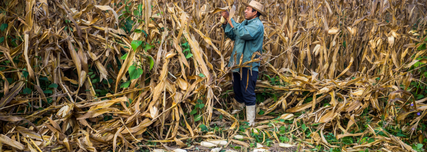 Mexico’s path to food sovereignty undercut by USMCA decision | IATP