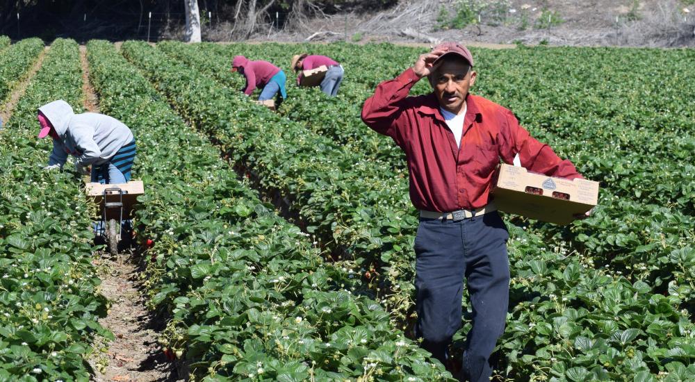 Climate change is worsening extreme heat: Is OSHA doing enough to ...